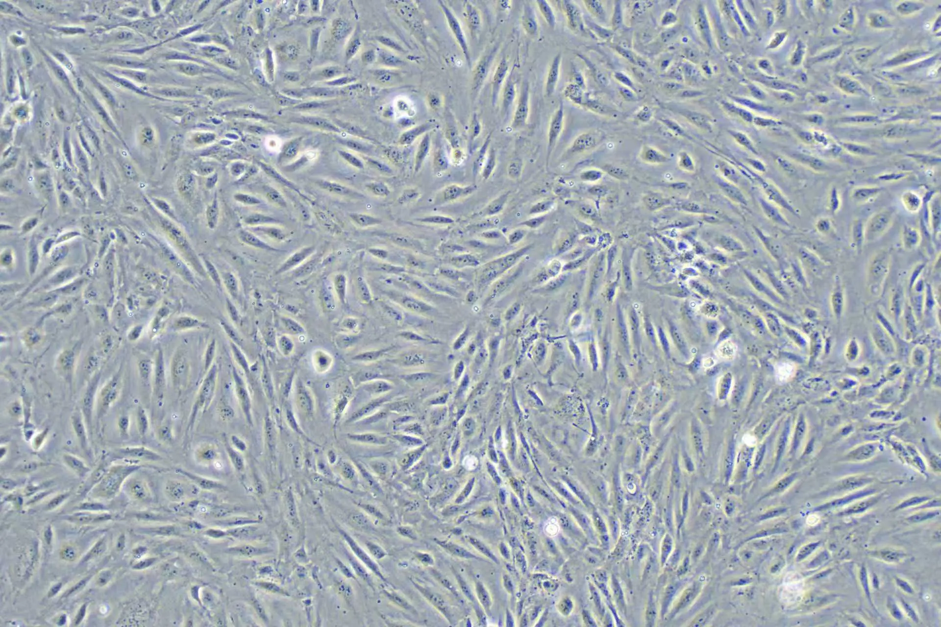 ECM 内皮细胞培养基 | Corecell