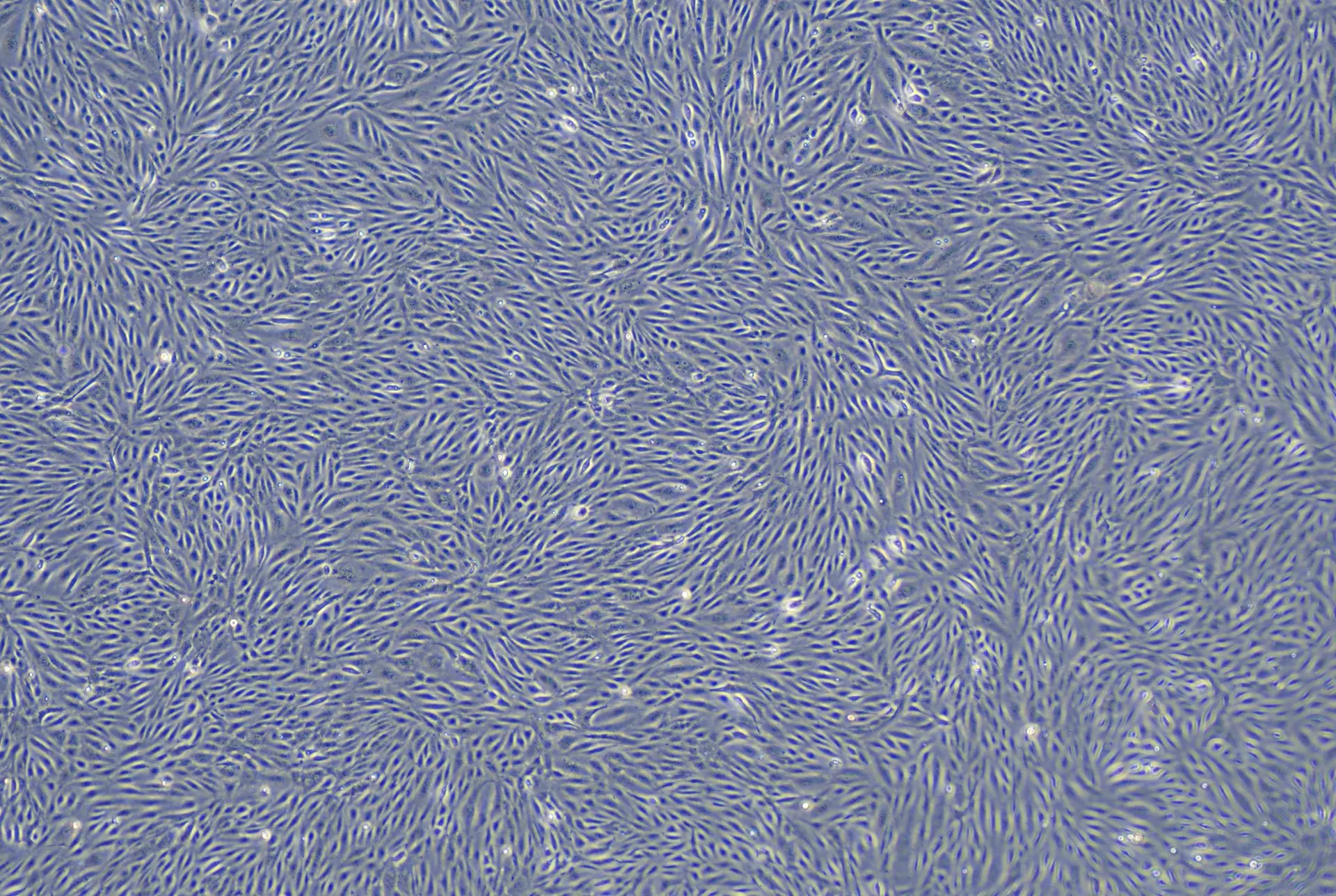 ECM 内皮细胞培养基 | Corecell